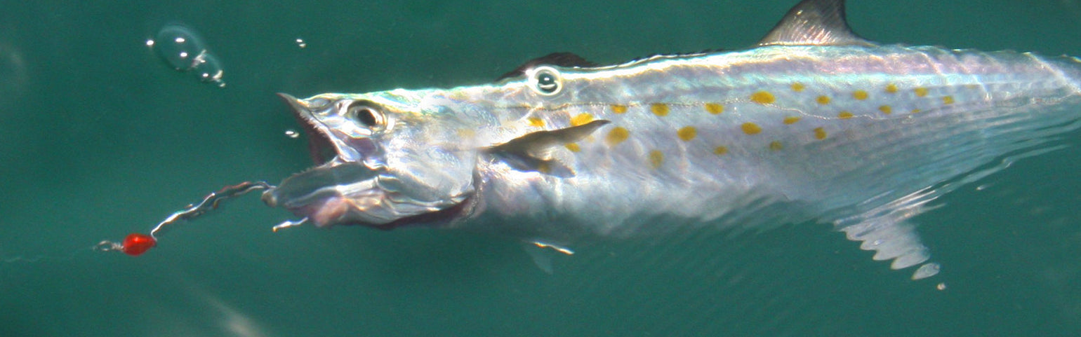 Saltwater Trolling Spoon | Original Clarkspoon